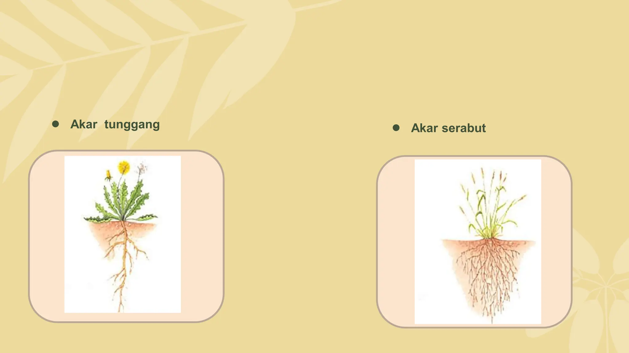 Power point morfologi batang dan akar tumbuhan | PPTX