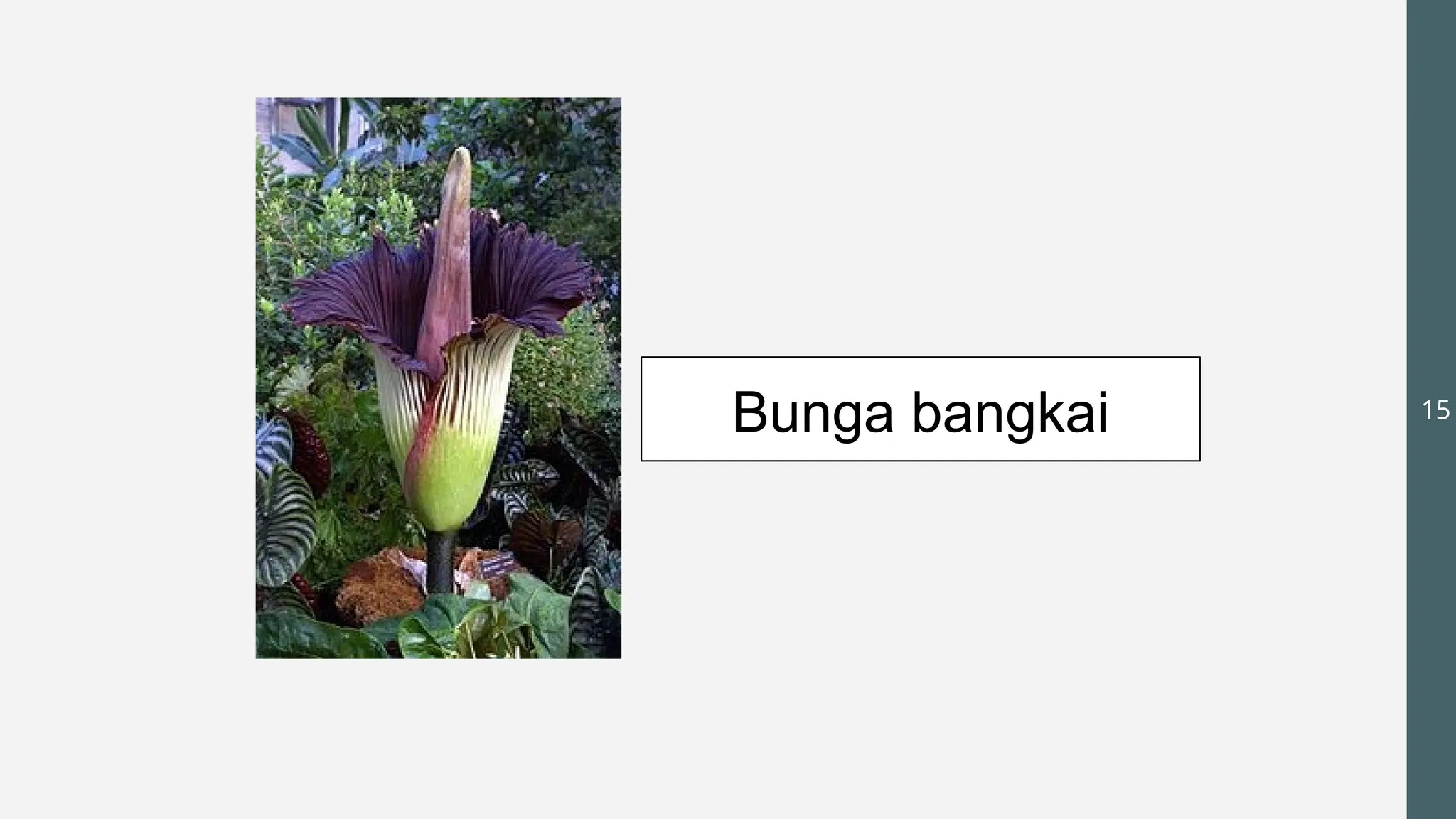 PPT materi tentang Flora di Indonesia.pptx