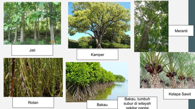 PPT materi tentang Flora di Indonesia.pptx