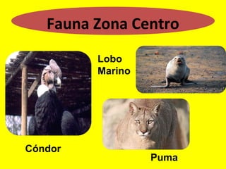 Ppt flora, fauna y paisajes por zonas | PPT