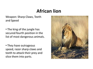Deadliest Animals In Africa