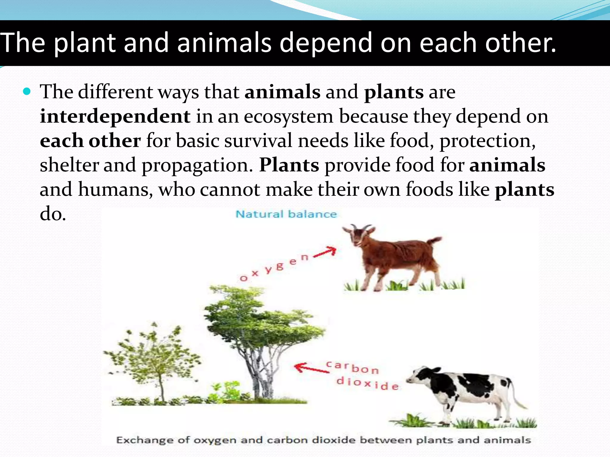 Plants and animals are interdependent | PPTX
