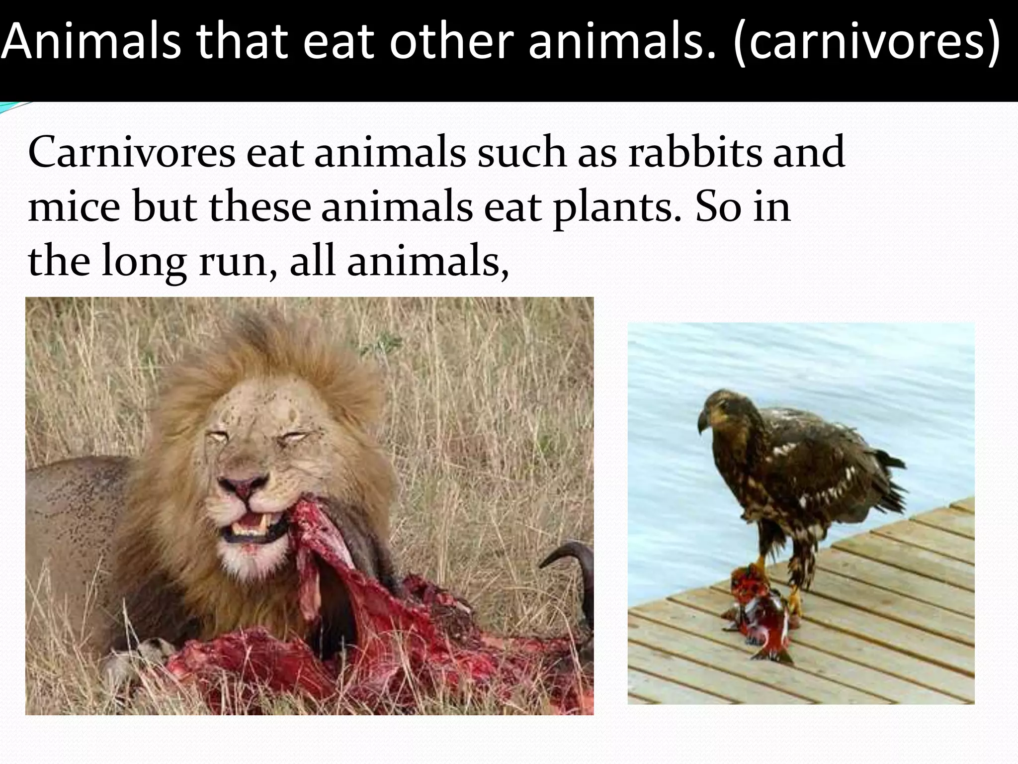 Plants and animals are interdependent | PPTX