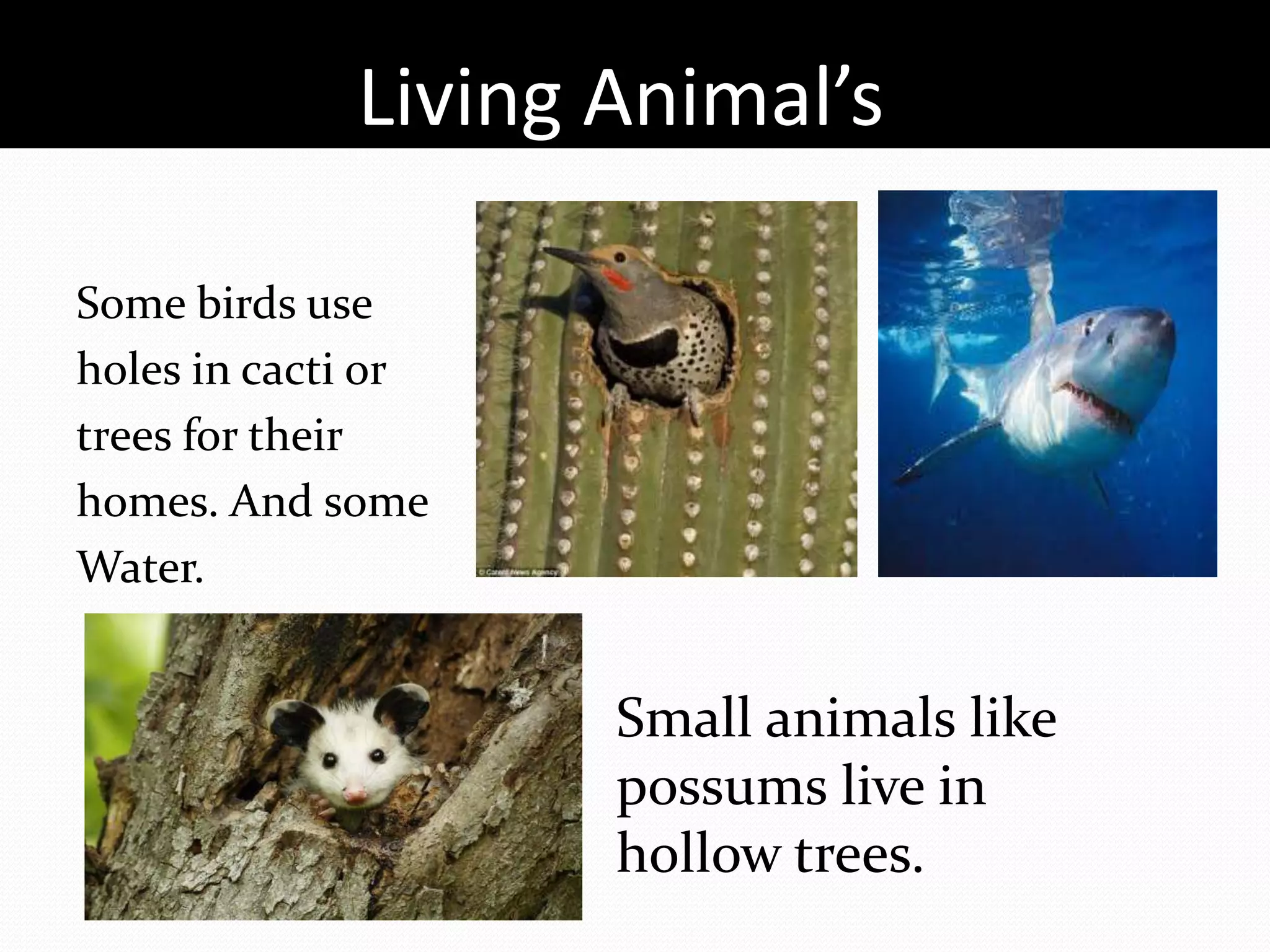 Plants and animals are interdependent | PPTX