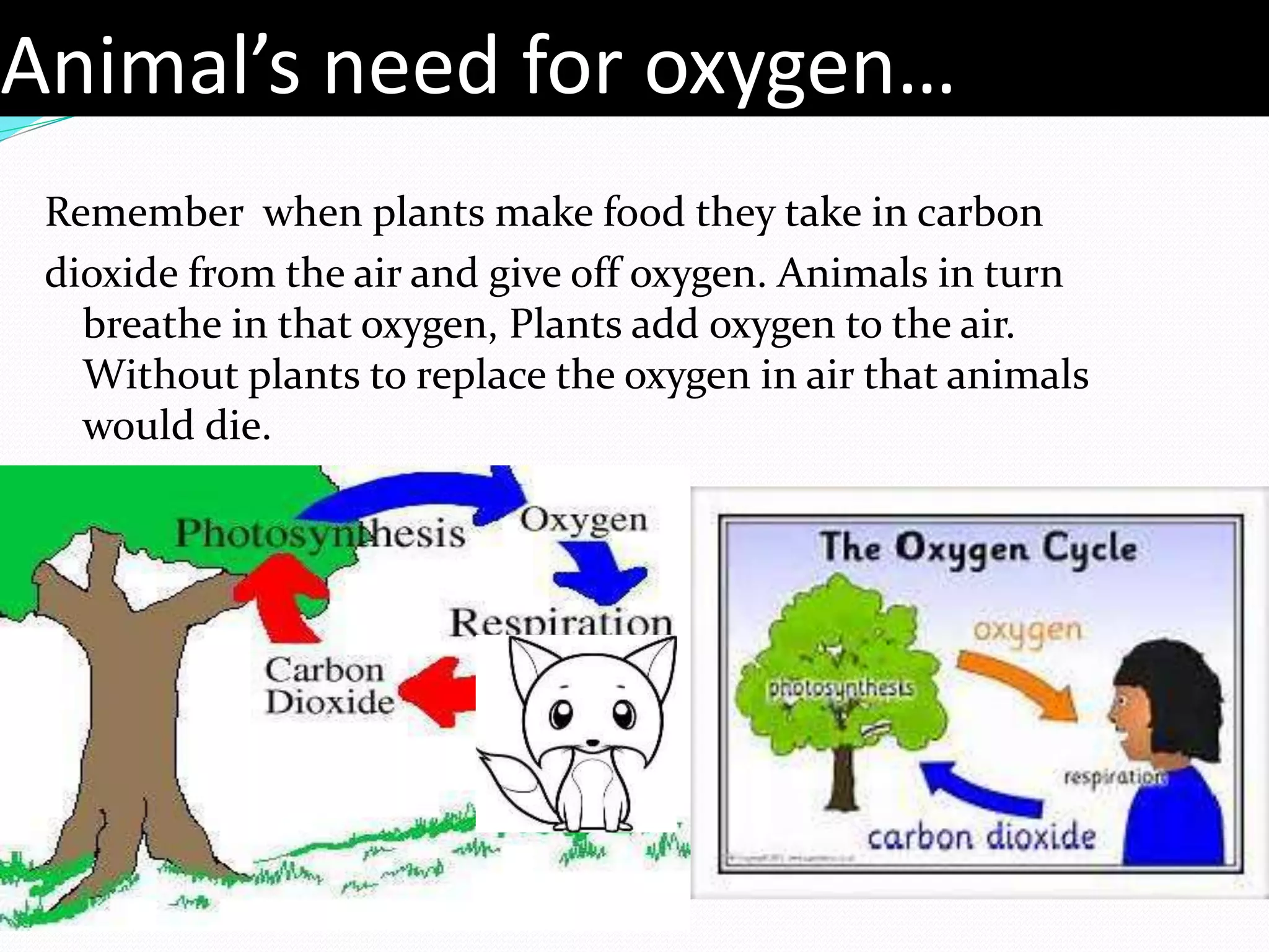 Plants and animals are interdependent | PPTX