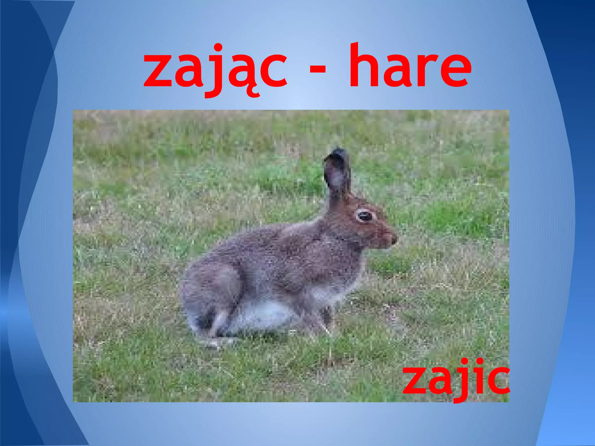 PPT- Forest animals | PPT