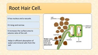 Chapter: 2 "Cells" | PPT
