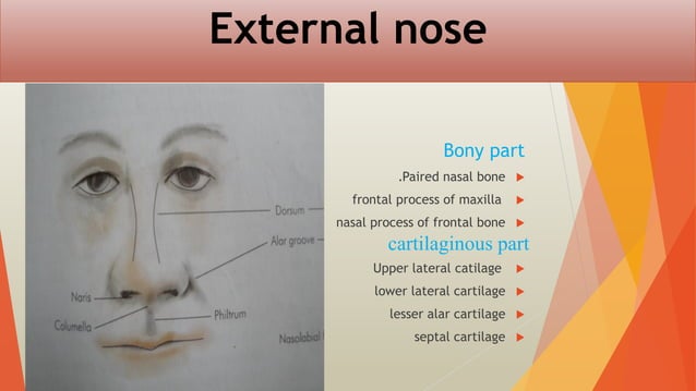 Nasal polyps | PPT