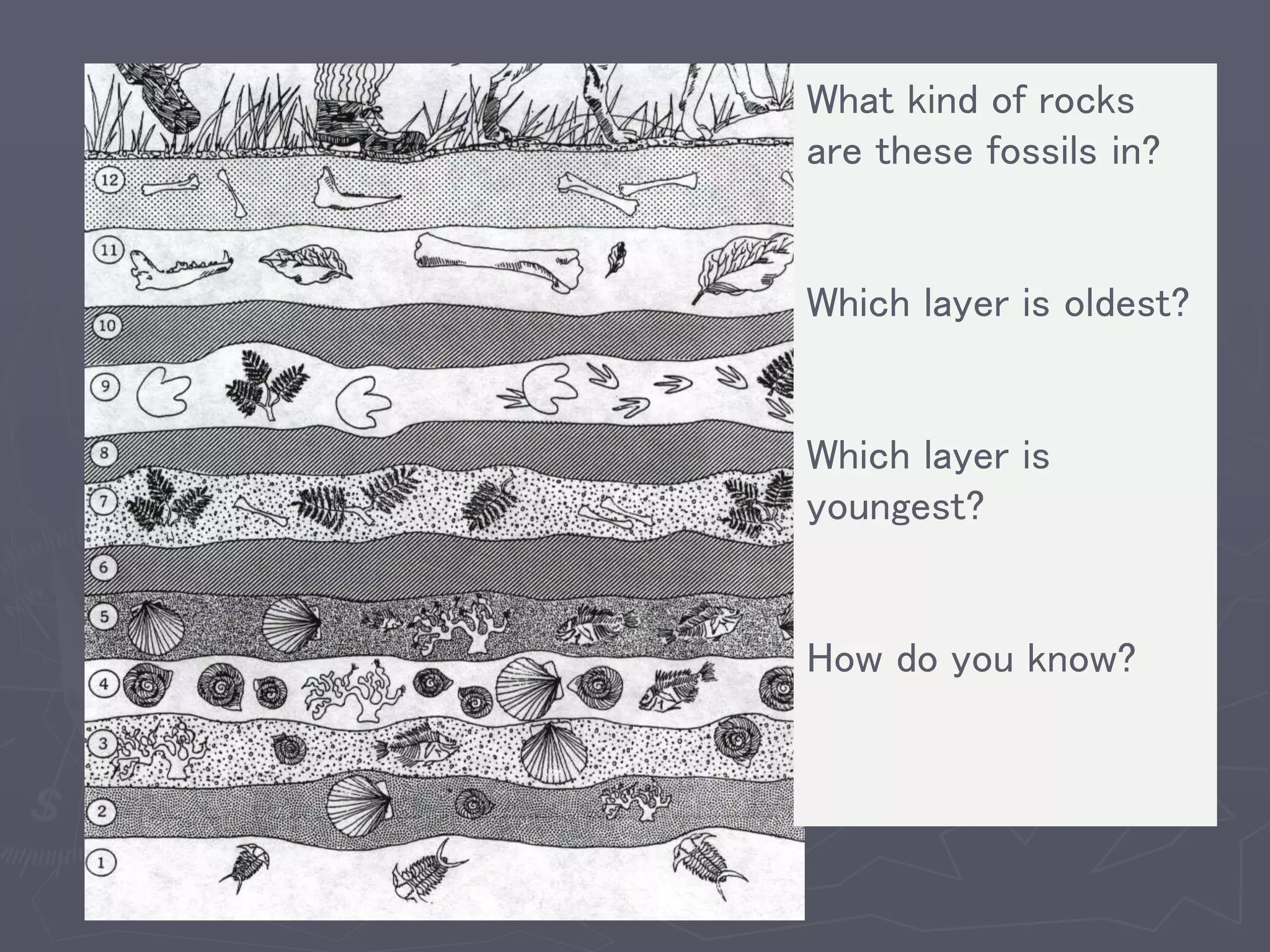 PPT Fossils.ppt
