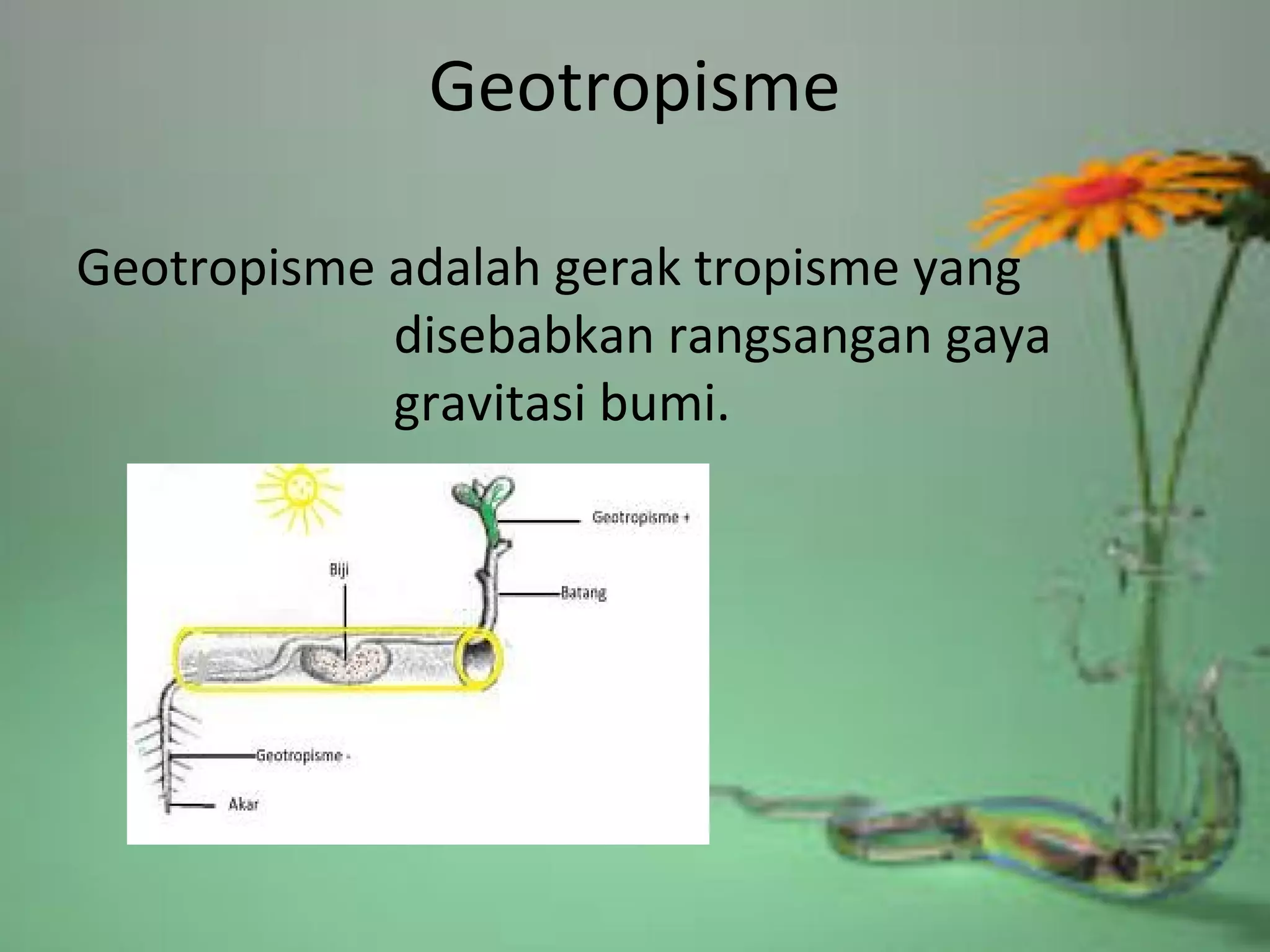 gerak pada tumbuhan | PPT