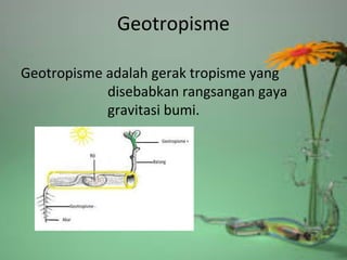 gerak pada tumbuhan | PPT