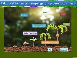 PPT FOTOSINTESIS.pptx