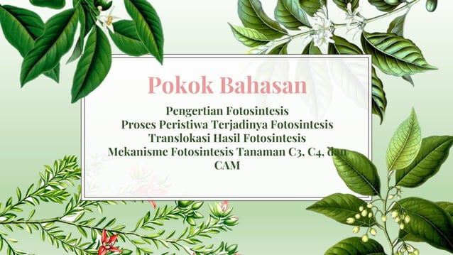 Mekanisme kerja fotosintesis, reaksi terang, proses translokasi | PPT