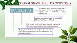 Mekanisme kerja fotosintesis, reaksi terang, proses translokasi | PPT