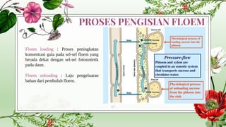 Mekanisme kerja fotosintesis, reaksi terang, proses translokasi | PPTX