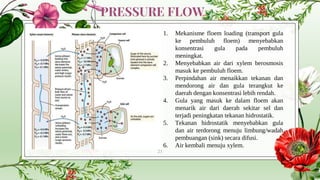 Mekanisme kerja fotosintesis, reaksi terang, proses translokasi | PPTX