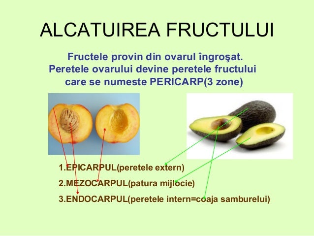 Ppt fructul