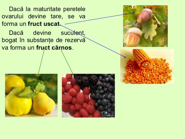 Ppt fructul