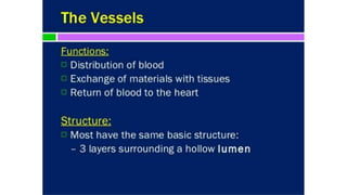 Blood vessels pathophysiology | PPT