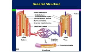 Blood vessels pathophysiology | PPT