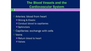 Blood vessels pathophysiology | PPT