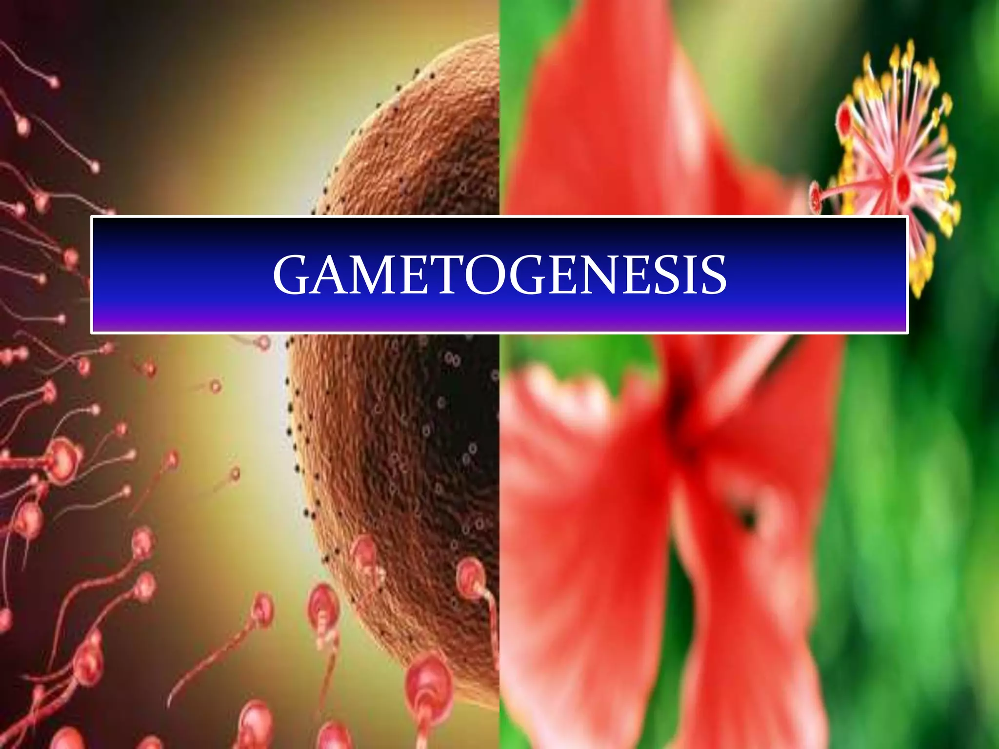PPT gametogenesis.pptx