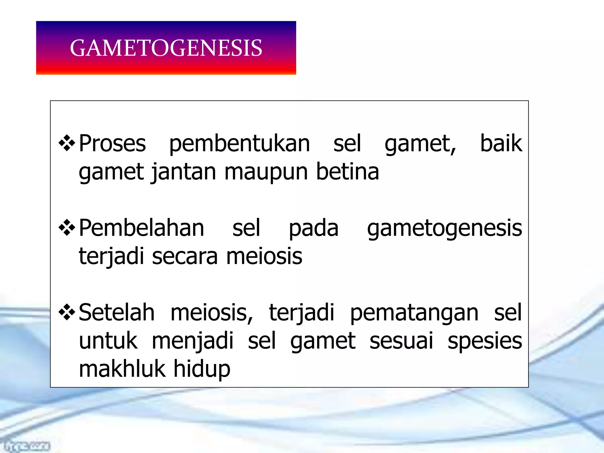 PPT gametogenesis.pptx