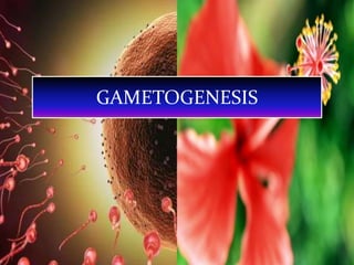 PPT gametogenesis.pptx