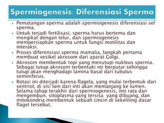 Gametogenesis pada mamalia | PPTX