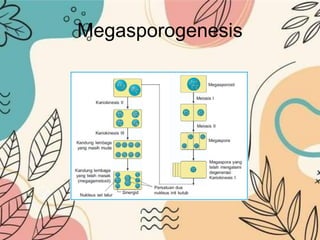 (PPT) GAMETOGENESIS TUMBUHAN BERBIJI.pptx