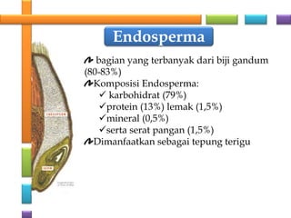 Power Point Karakteristik Gandum | PPTX