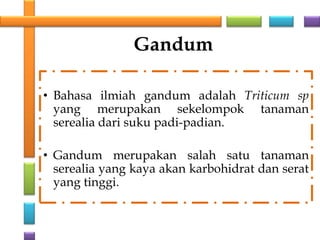 Power Point Karakteristik Gandum | PPTX