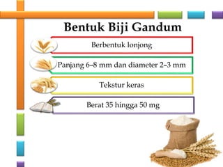 Power Point Karakteristik Gandum | PPTX