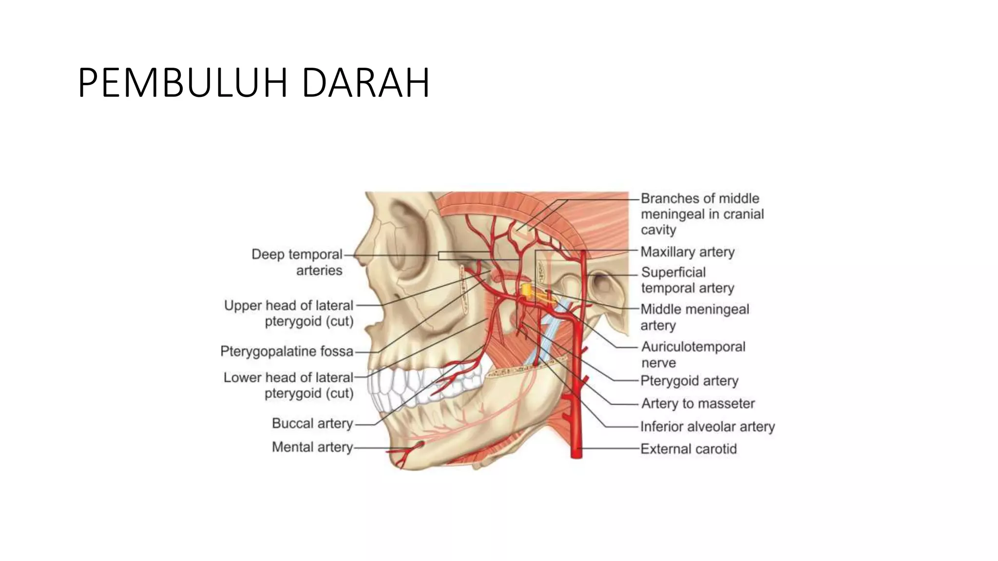 PPT GANGGUAN TMJ.pptx