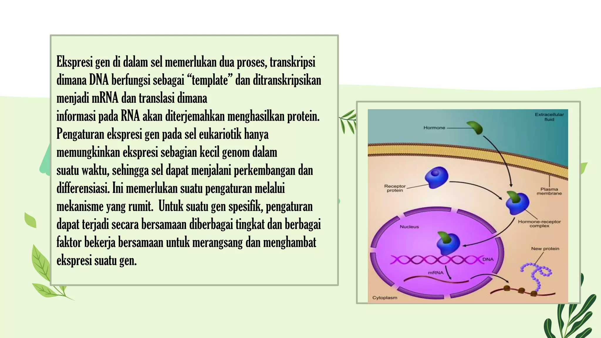 Ppt genetika pengaturan ekspresi gen dan perkembangan gen | PPTX