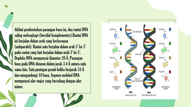 Ppt genetika pengaturan ekspresi gen dan perkembangan gen | PPTX