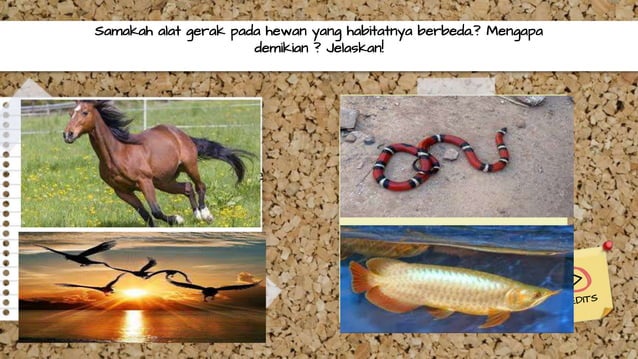 Ppt gerak hewan copy | PPT