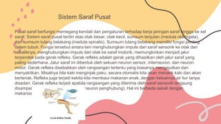 PPT Gerak Refleks.pptx