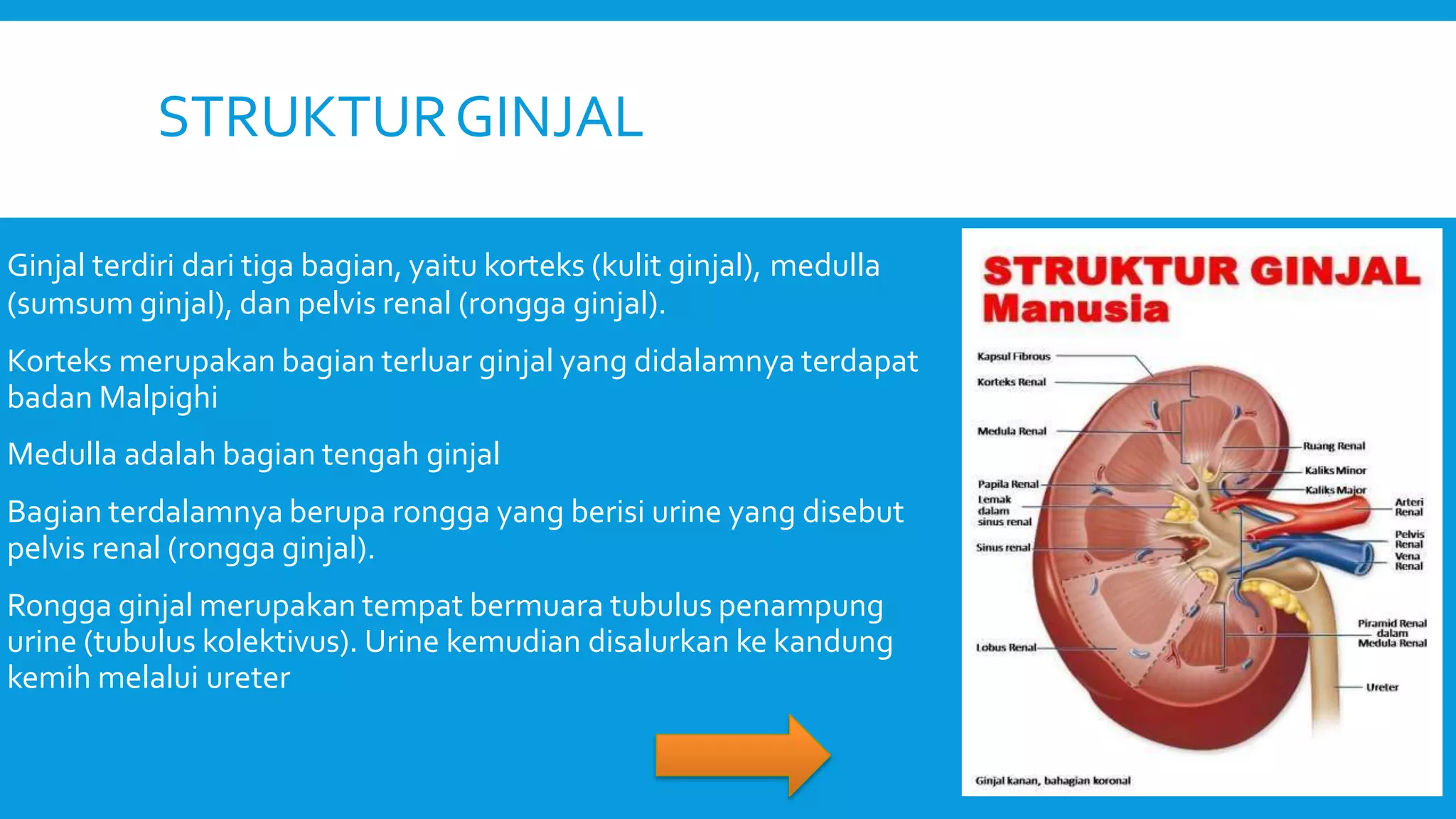 power point GINJAL | PPTX