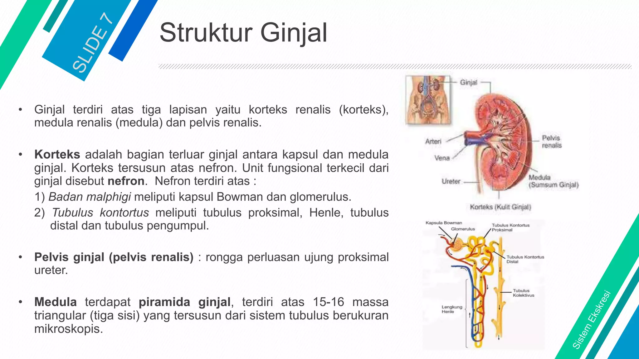 Ppt ginjal | PPTX