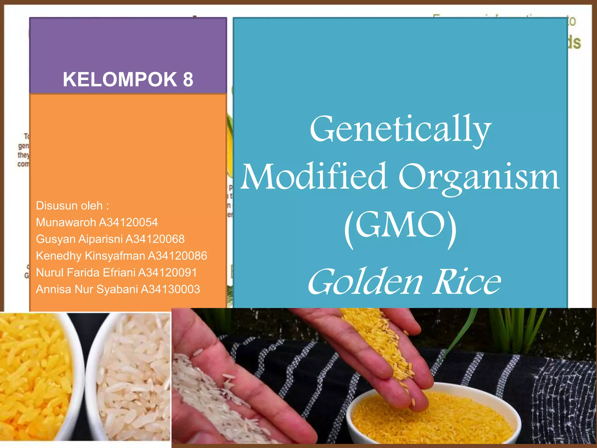 Ppt golden rice | PPTX