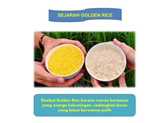 Ppt golden rice | PPTX