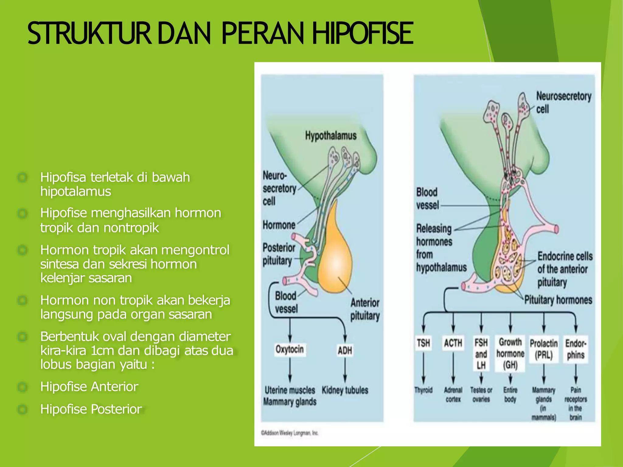 Ppt Hormon | PPTX