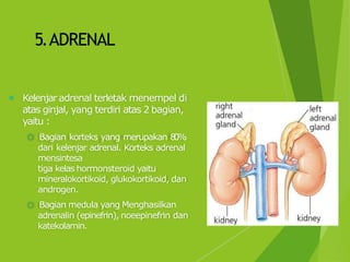 Ppt Hormon | PPTX