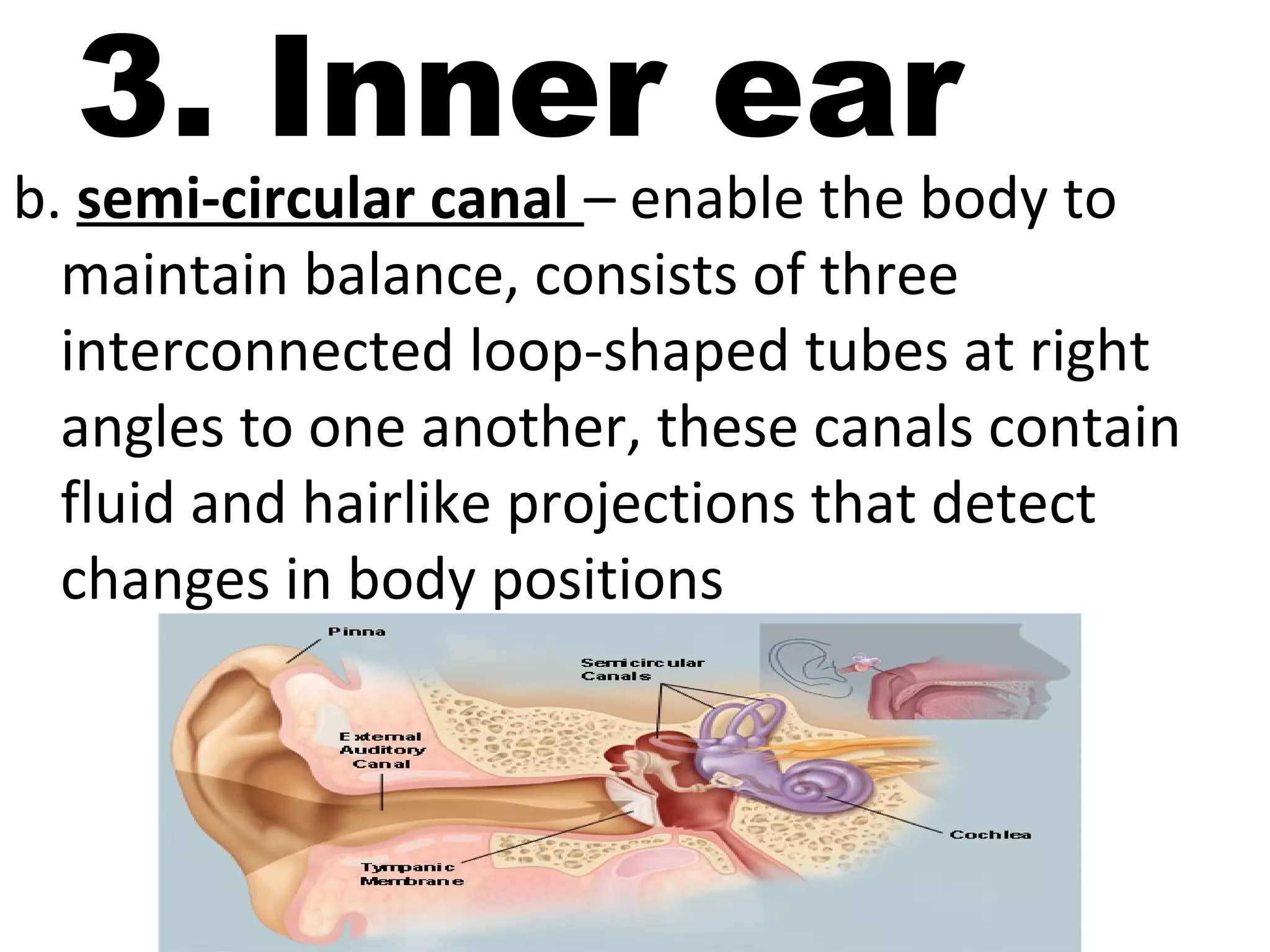 Ppt gr.3 ears | PPT | Ear, Nose and Throat Conditions | Diseases and ...