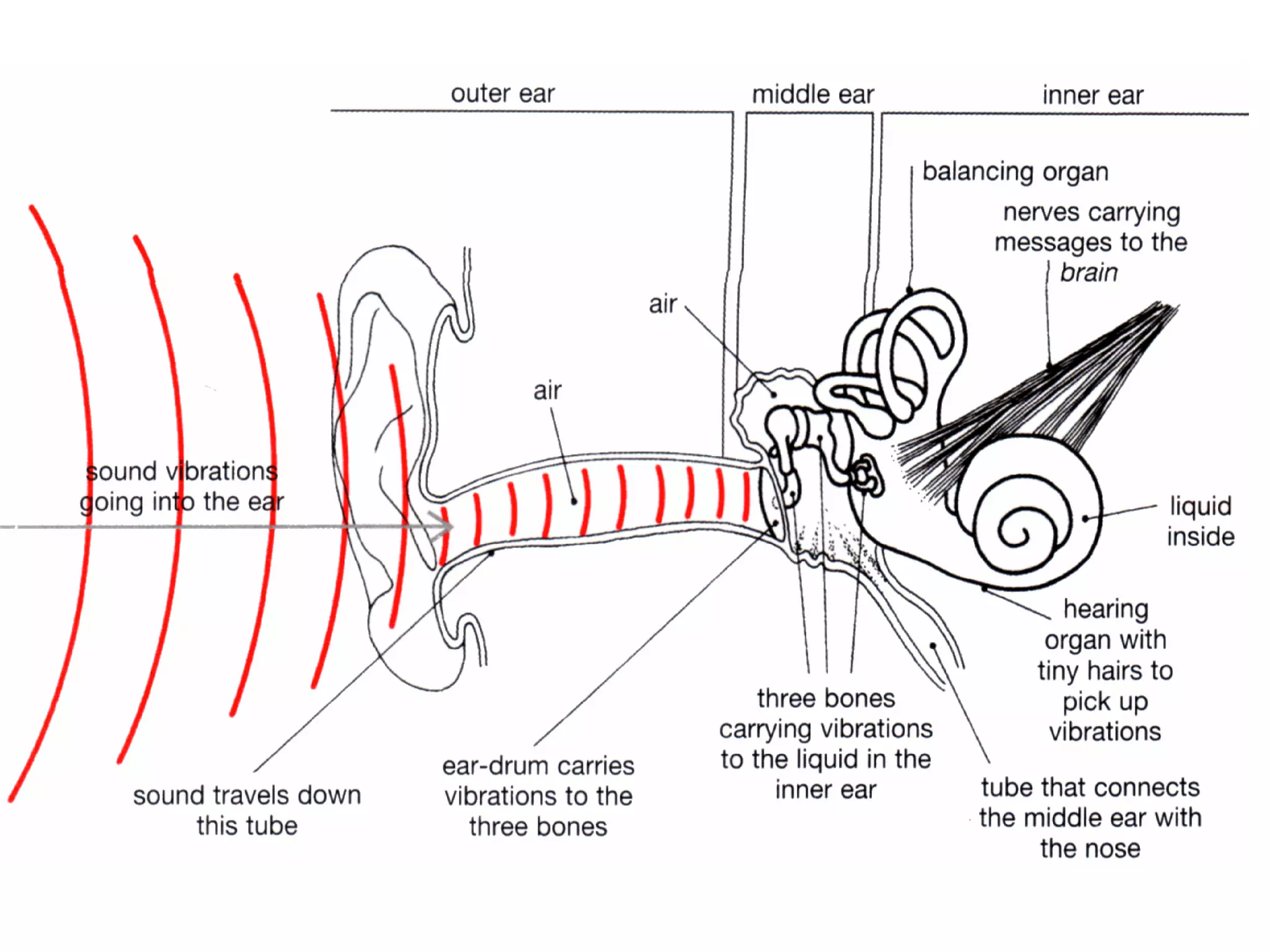 Ppt gr.3 ears | PPT