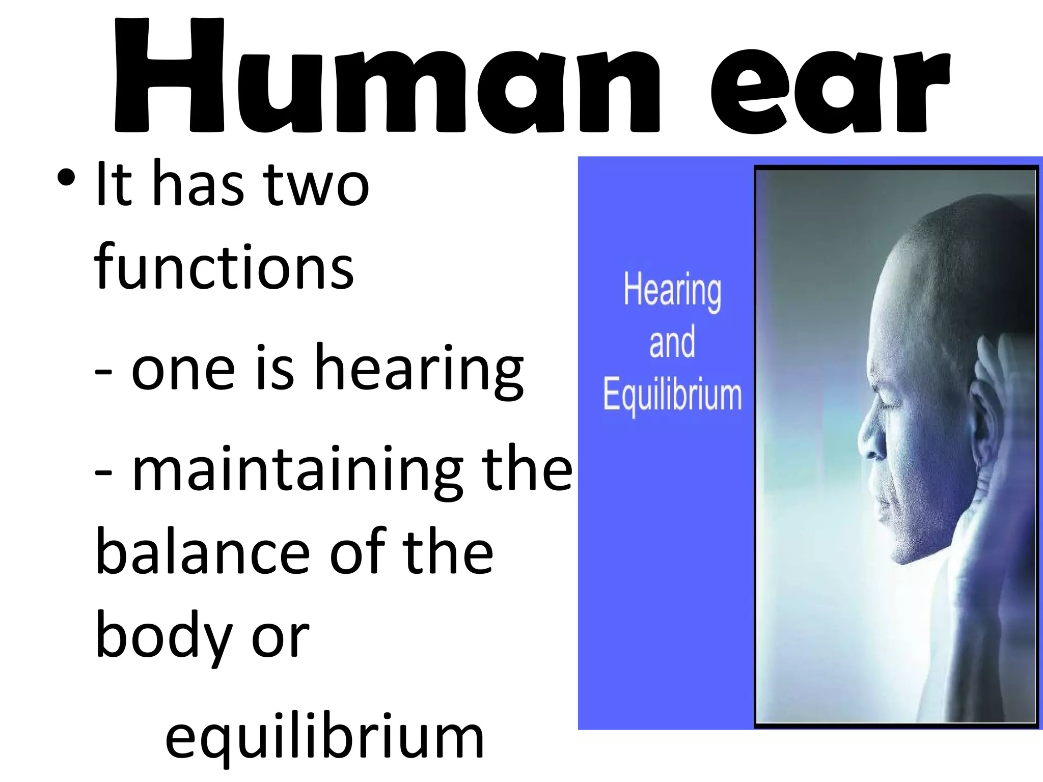 Ppt gr.3 ears | PPT