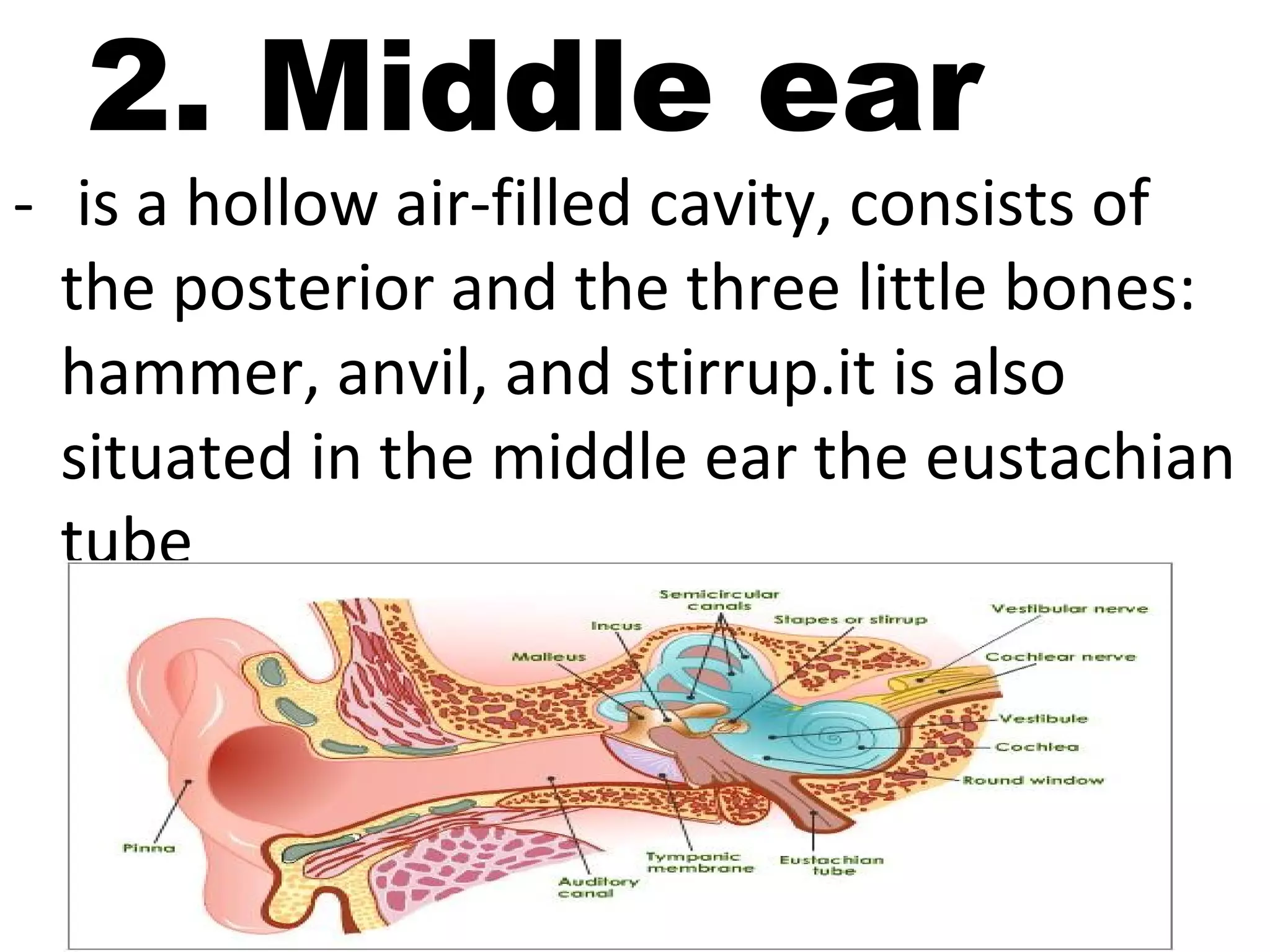 Ppt gr.3 ears | PPT