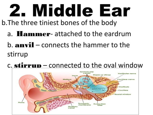 Ppt gr.3 ears | PPT | Ear, Nose and Throat Conditions | Diseases and ...