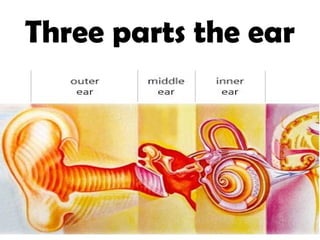 Parts Of The Ears For Grade 3